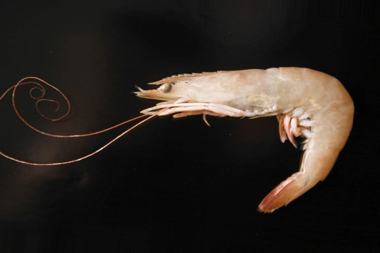 shrimp(data) Object Detection Dataset and Pre-Trained Model by Rock