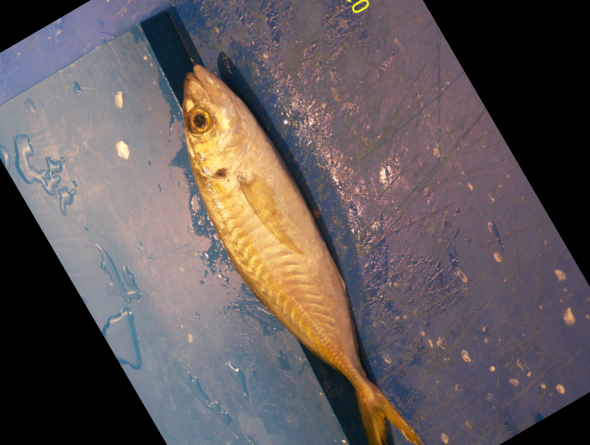 fish Classification Dataset and Pre-Trained Model by label