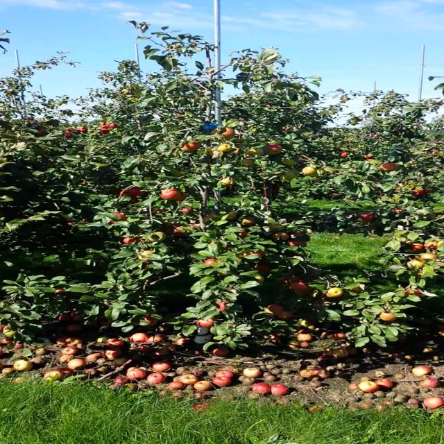 DS-PG3-Apples Object Detection Dataset by manzanas