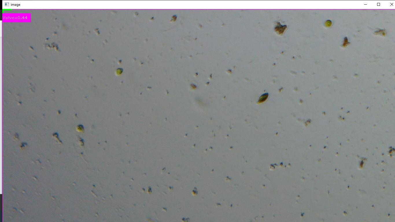 bacteria classification Classification Dataset and Pre-Trained Model by ...