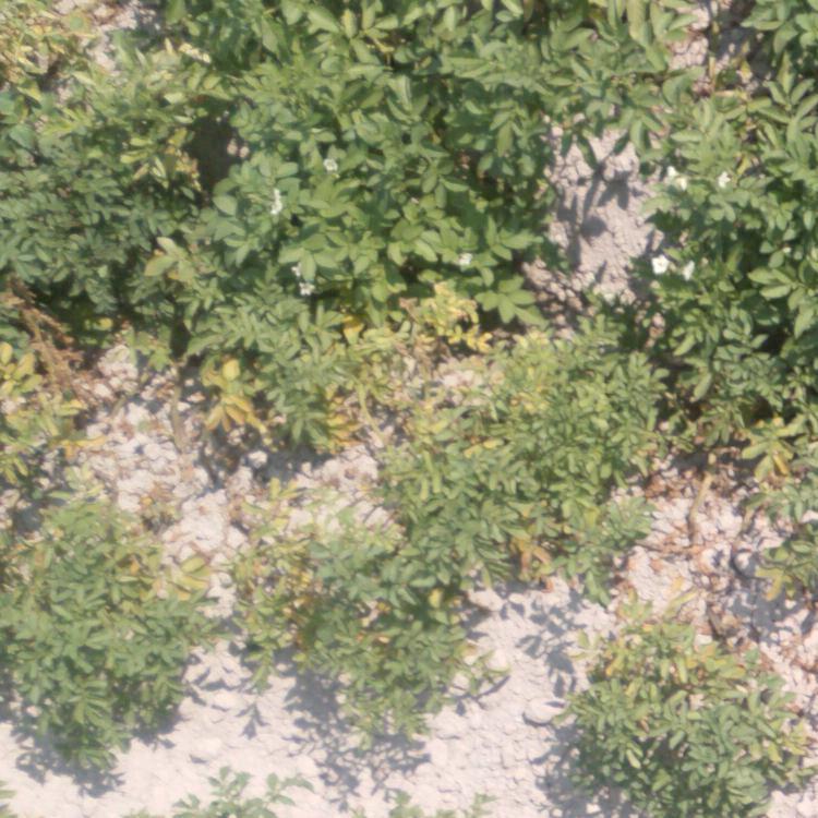 Multispectral Potato Detection Object Detection Dataset By Agml