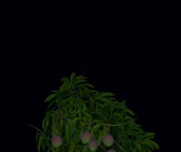 Mango Detection Australia Computer Vision Dataset By Agml