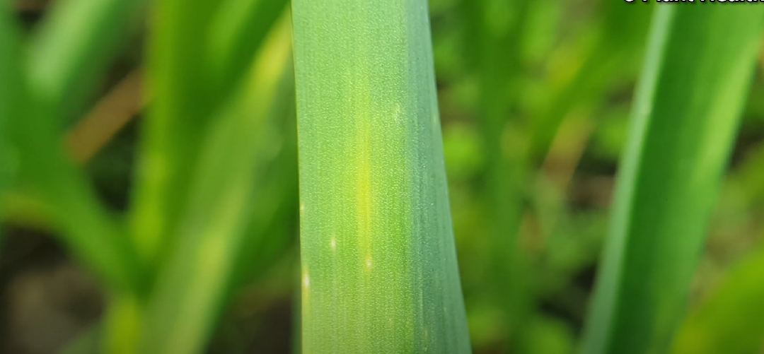 garlic pest and diseases Object Detection Dataset and Pre-Trained Model ...