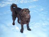 The Oxford-IIIT Pet Dataset Object Detection Dataset by monkeydoodle ...