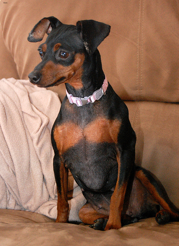 The Oxford-IIIT Pet Dataset Object Detection Dataset by monkeydoodle ...