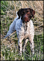 The Oxford-IIIT Pet Dataset Object Detection Dataset by monkeydoodle ...