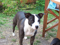 The Oxford-IIIT Pet Dataset Object Detection Dataset by monkeydoodle ...