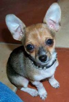 The Oxford-IIIT Pet Dataset Object Detection Dataset by monkeydoodle ...