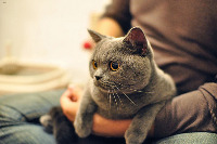 The Oxford-IIIT Pet Dataset Object Detection Dataset by monkeydoodle ...