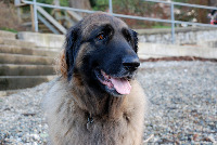 The Oxford-IIIT Pet Dataset Object Detection Dataset by monkeydoodle ...