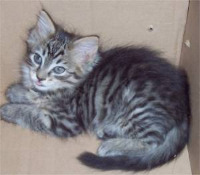 The Oxford-IIIT Pet Dataset Object Detection Dataset by monkeydoodle ...