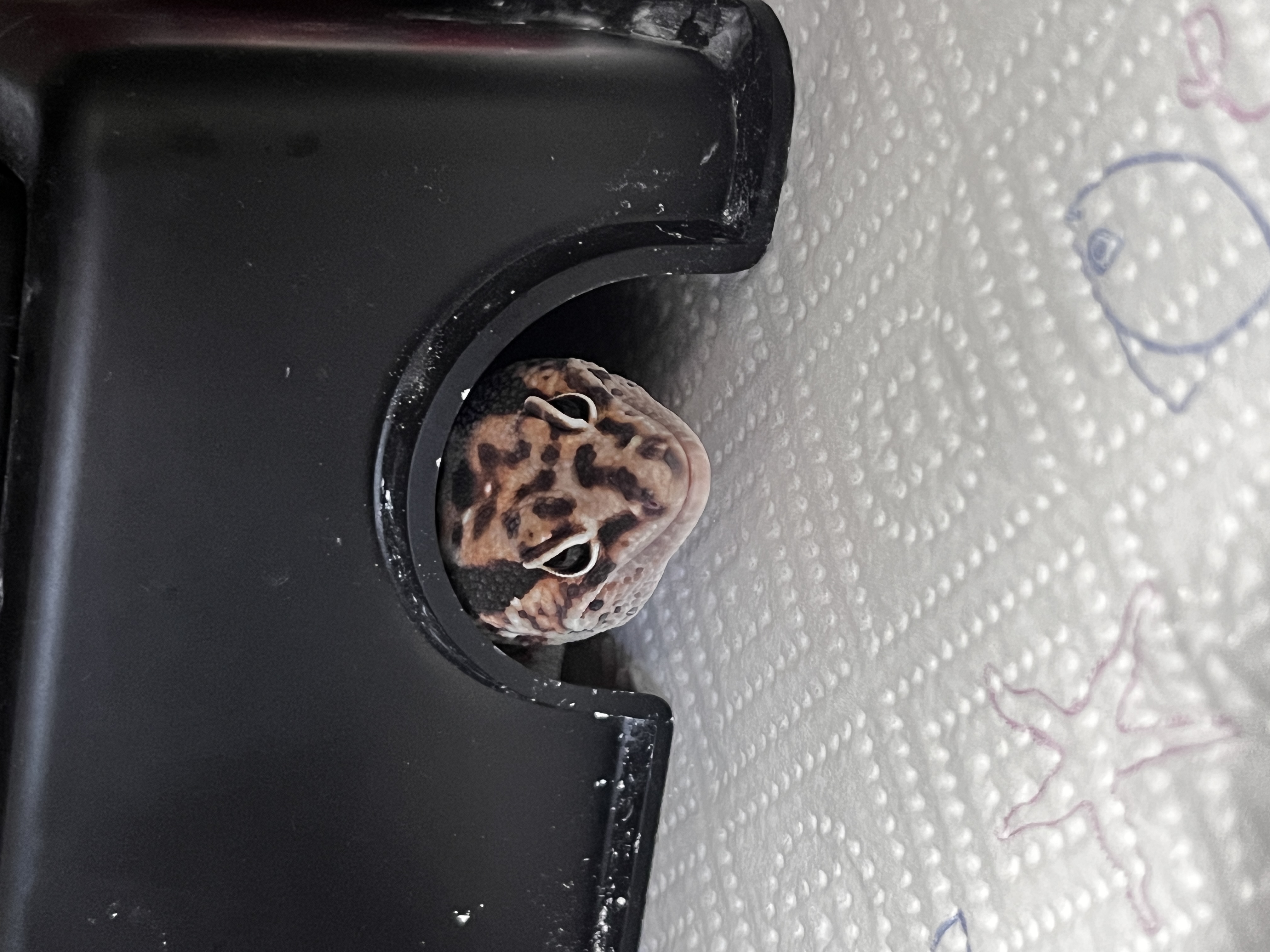 Milu Object Detection Dataset and Pre-Trained Model by PolyU Project