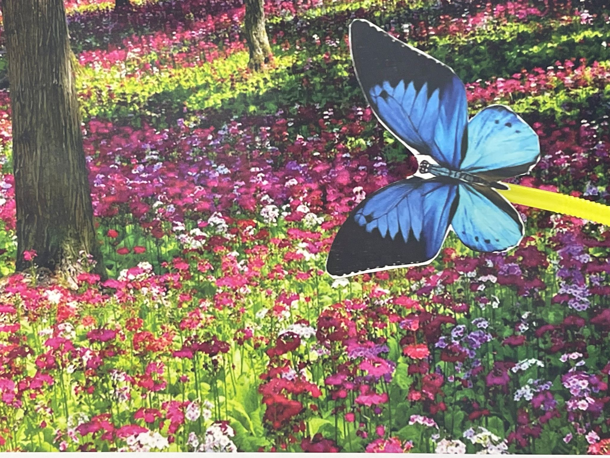 Butterfly Object Detection Dataset By Butterfly