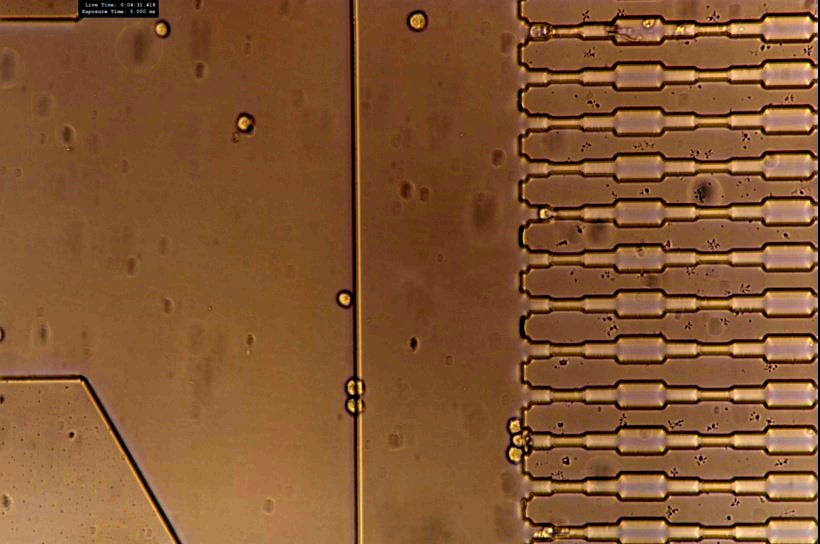 Cancer Cells Object Detection Dataset By Roux Vianney