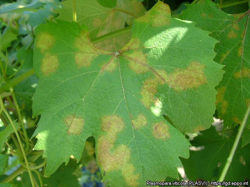 latest Grape Vine Disease Detection Object Detection Dataset by Patrick ...