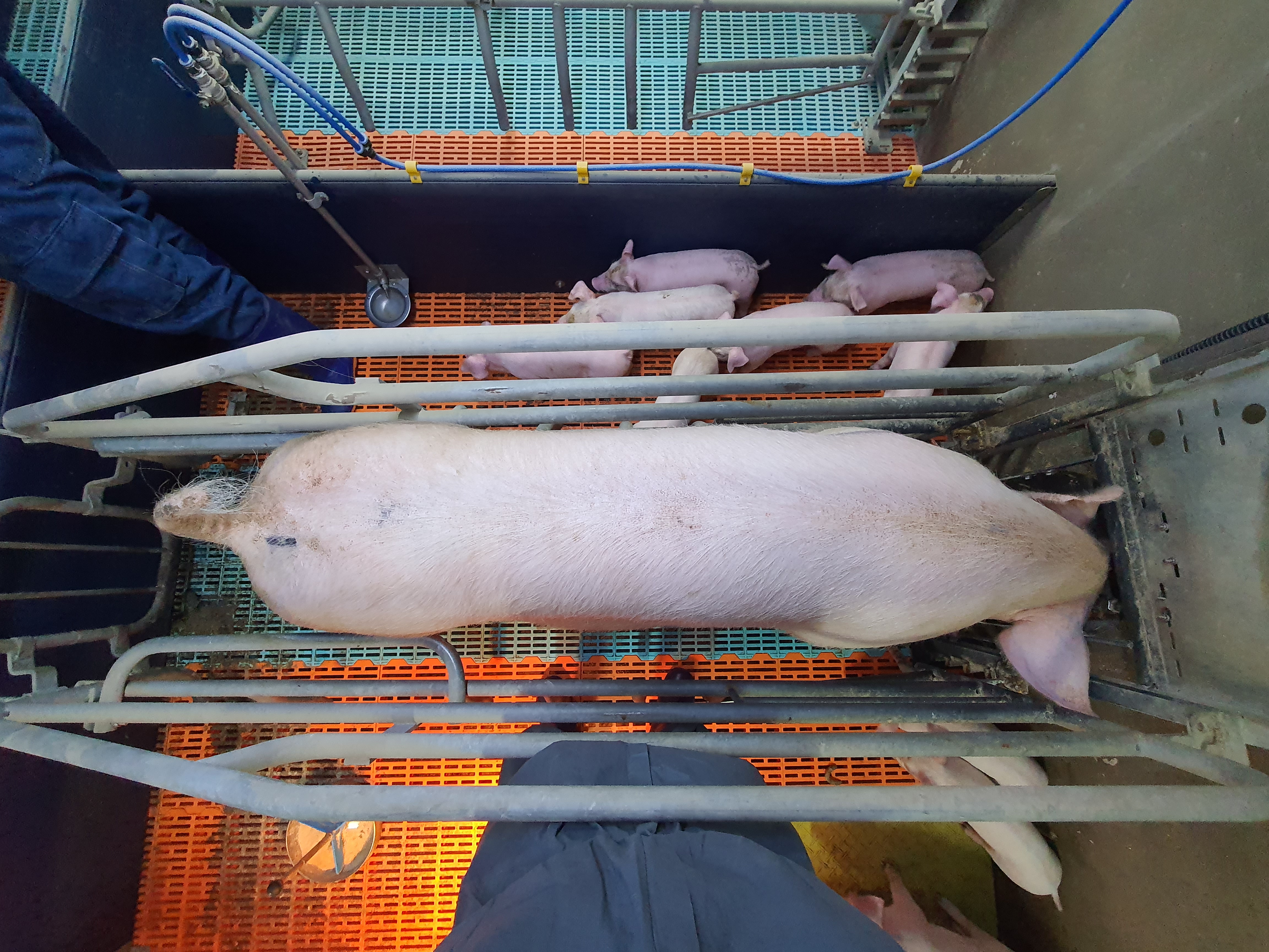 Pig_detection_bcs Object Detection Dataset by toshichie9202@gmail.com