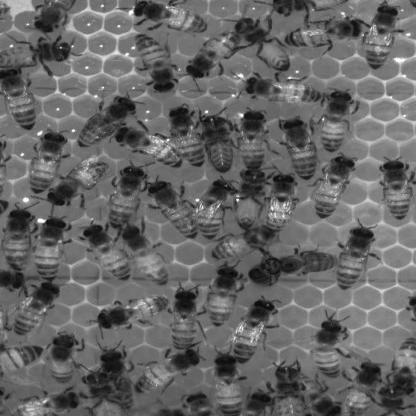 How to Use the Bees detection v2 Object Detection API