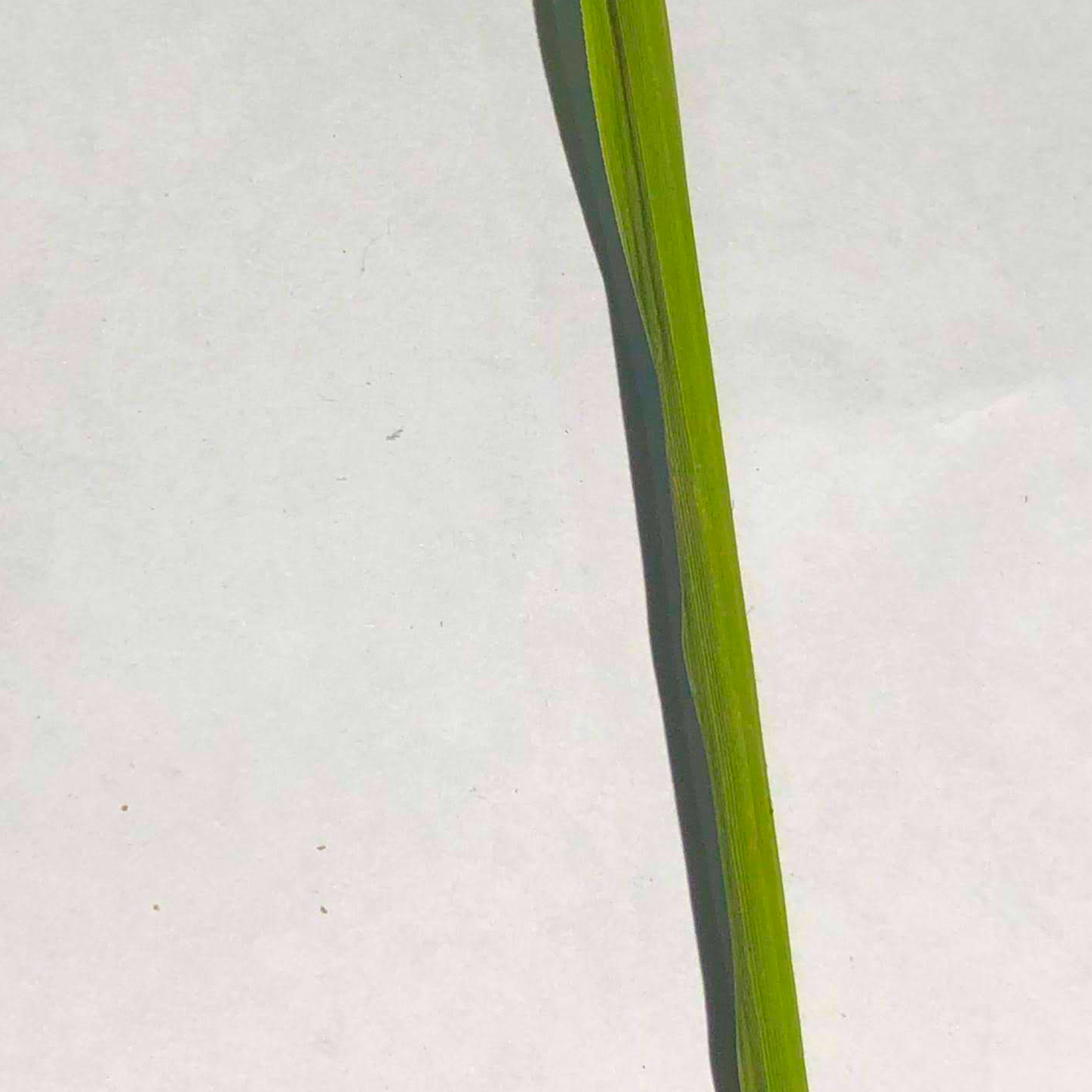 Rice Leaf Diseases Dataset Object Detection Dataset By Zkamlasi Kamlasi