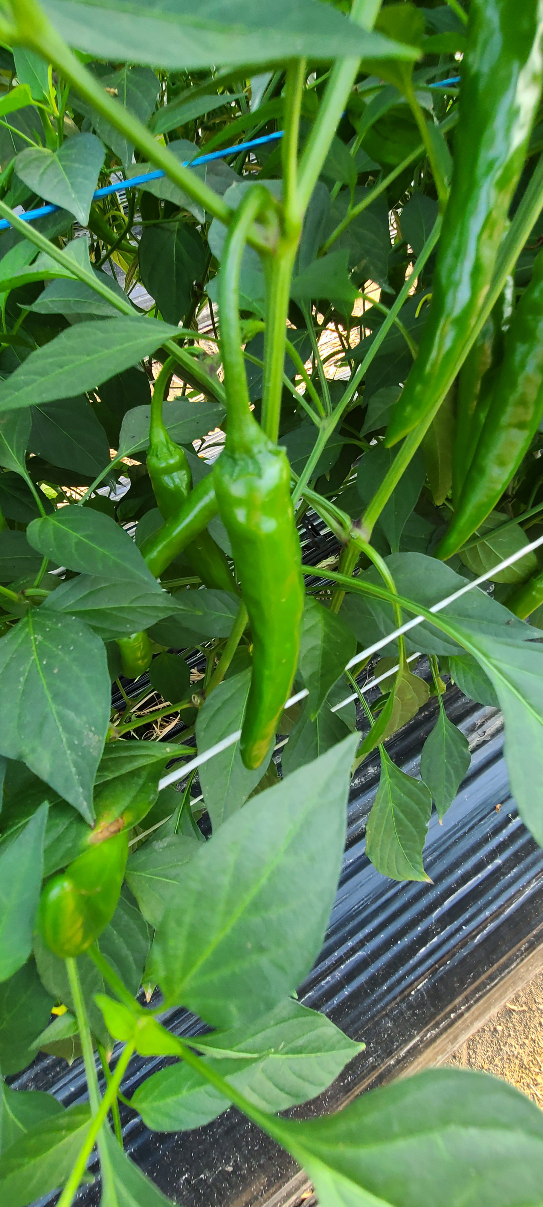 pepper Object Detection Dataset and Pre-Trained Model by yolov7project