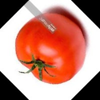 Tomato Object Detection Dataset and Pre-Trained Model by UTM