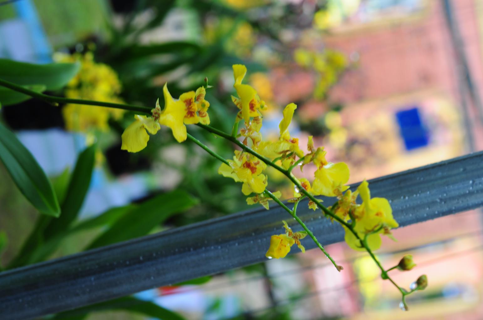 orchids classification Classification Dataset and Pre-Trained Model by ...