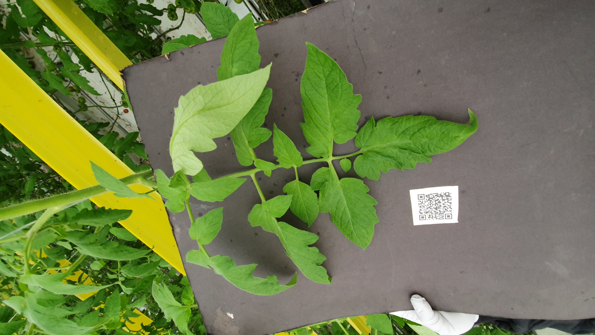 leaf_count Object Detection Dataset by Seoul National University of ...