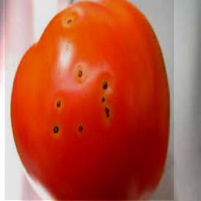 tomato 2 instance segmentation Instance Segmentation Dataset by tomato