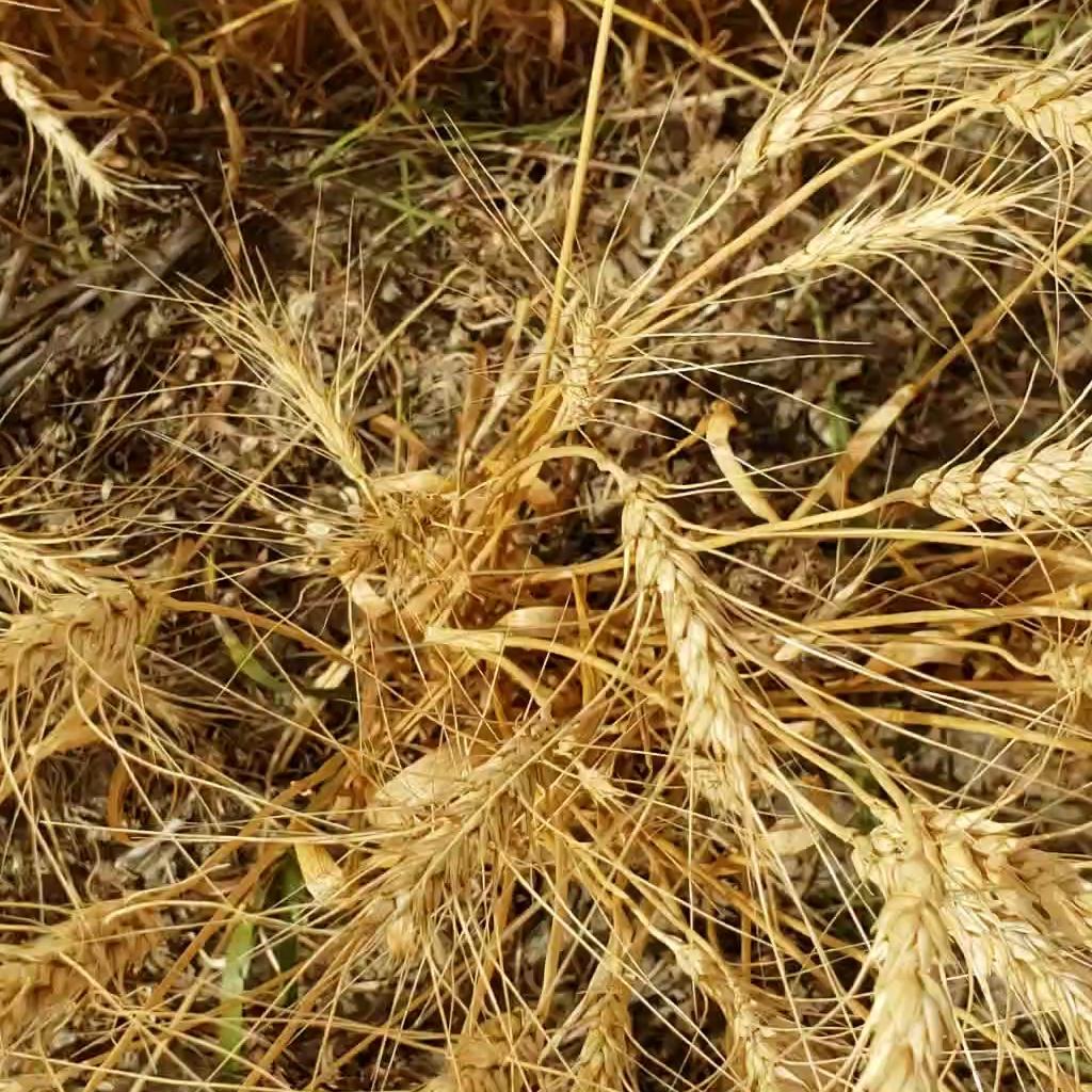 Wheat Head Detection Model Object Detection Dataset And Pre Trained