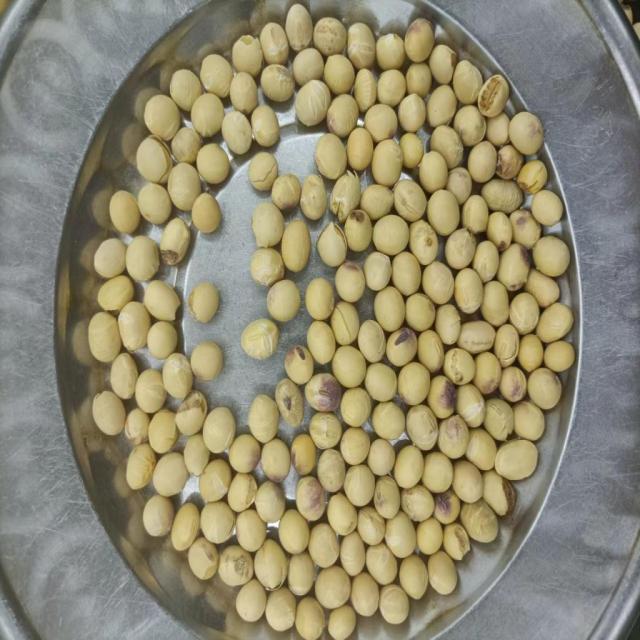 Soybean Classification Object Detection Dataset by Jonathan Chandra Soybean Classification Object Detection Dataset by Jonathan Chandra