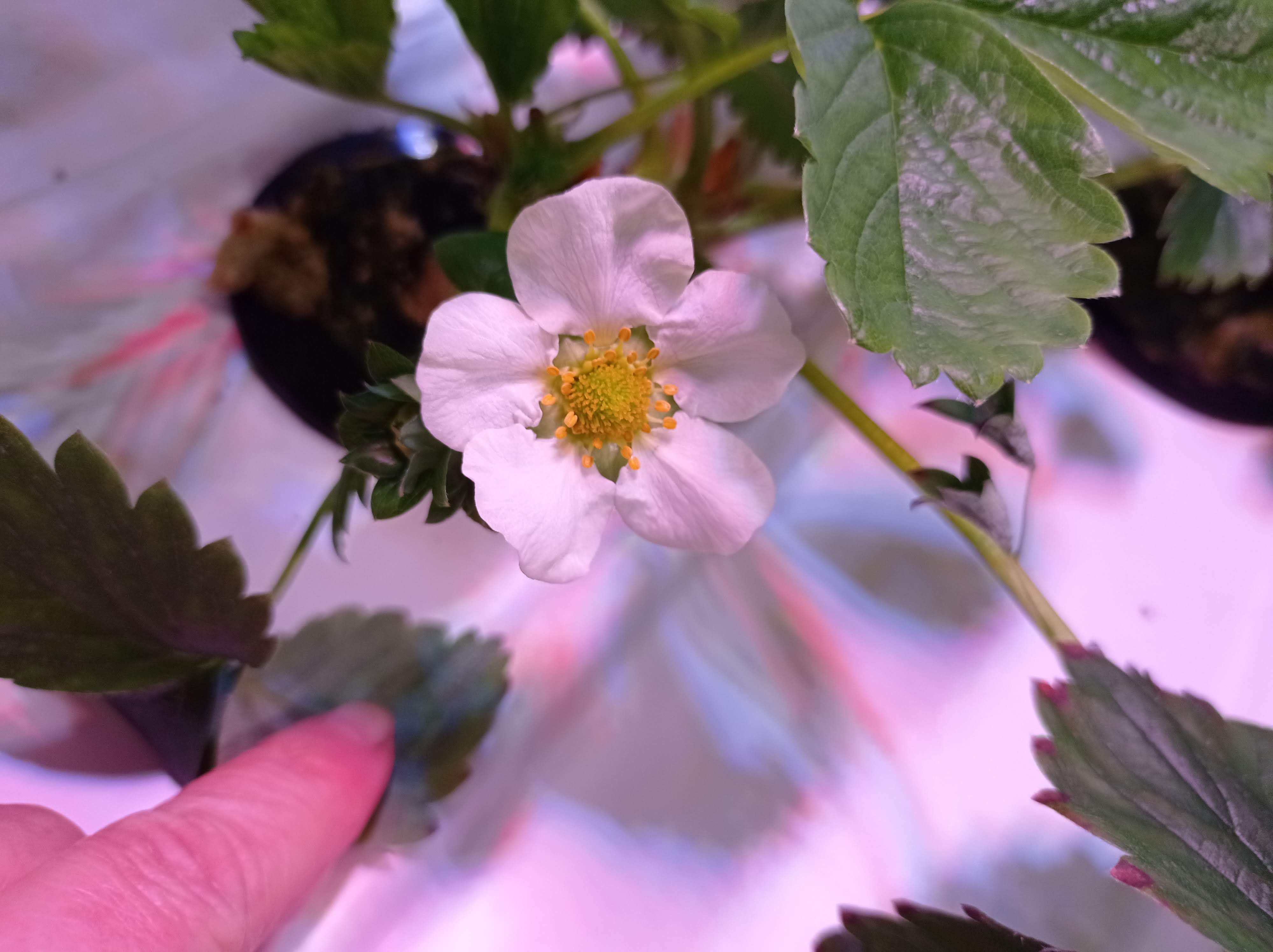 Strawberry Diseases Detection Object Detection Dataset By Research Proj