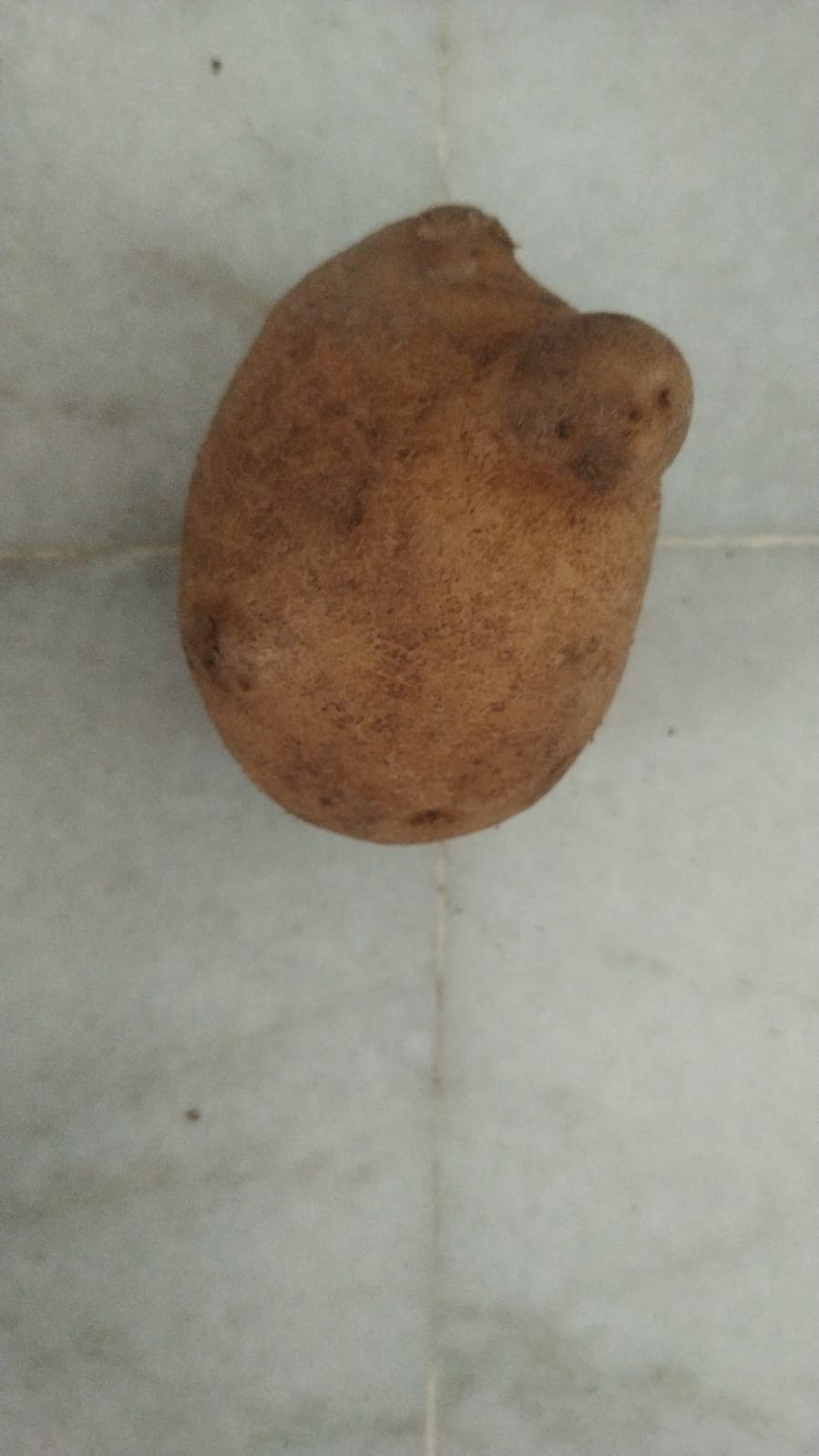 Potato Object Detection Dataset by Mohit Sai Aravind