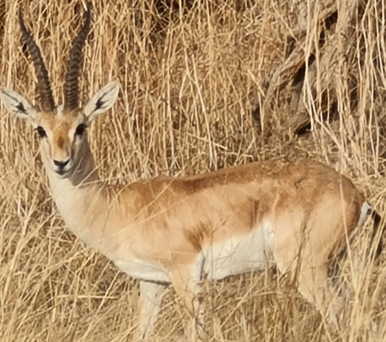 Deer Classification Object Detection Dataset and Pre-Trained Model by Curie