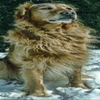 Dog Breed Detection 2.0 Object Detection Dataset and Pre-Trained Model ...