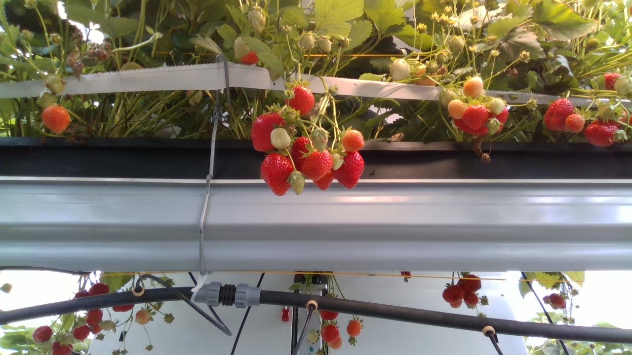 strawberry Object Detection Dataset and Pre-Trained Model by project-ebid8