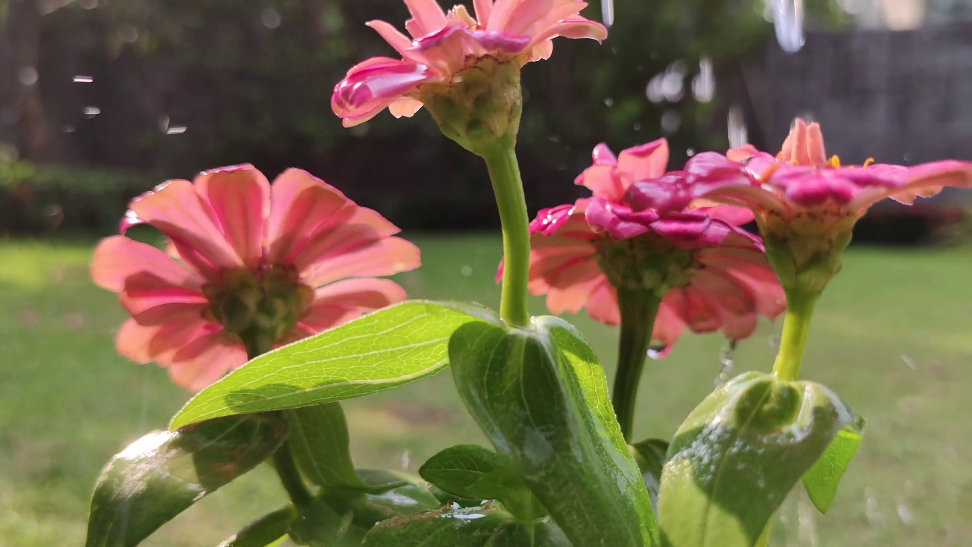 Pink Flowers Object Detection Dataset and Pre-Trained Model by ...