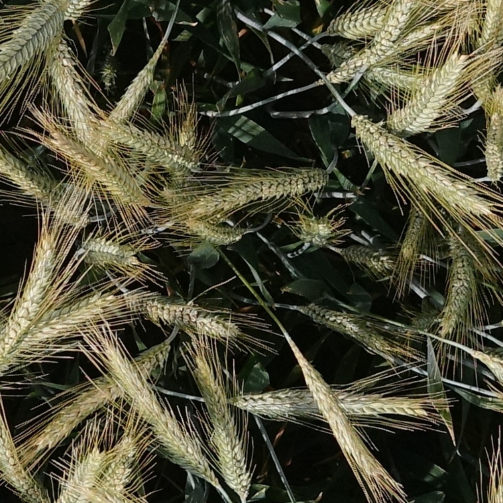 Wheat Detection Object Detection Dataset By Fatma Ali