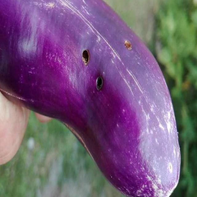 eggplant_damage_detect Object Detection Dataset by asphyxiaSea