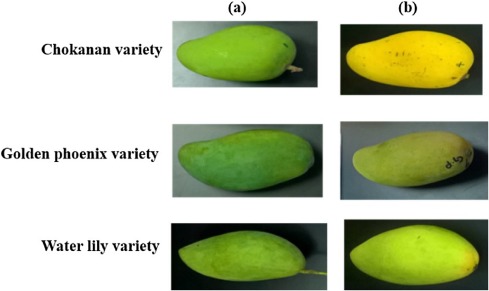 mango ripeness and species Object Detection Dataset and Pre-Trained ...