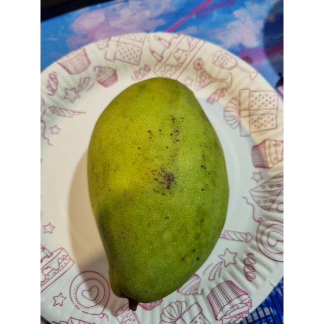 mango ye Object Detection Dataset by Mango