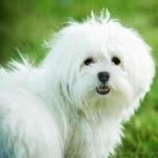 test_aug Object Detection Dataset by project-lr1dp