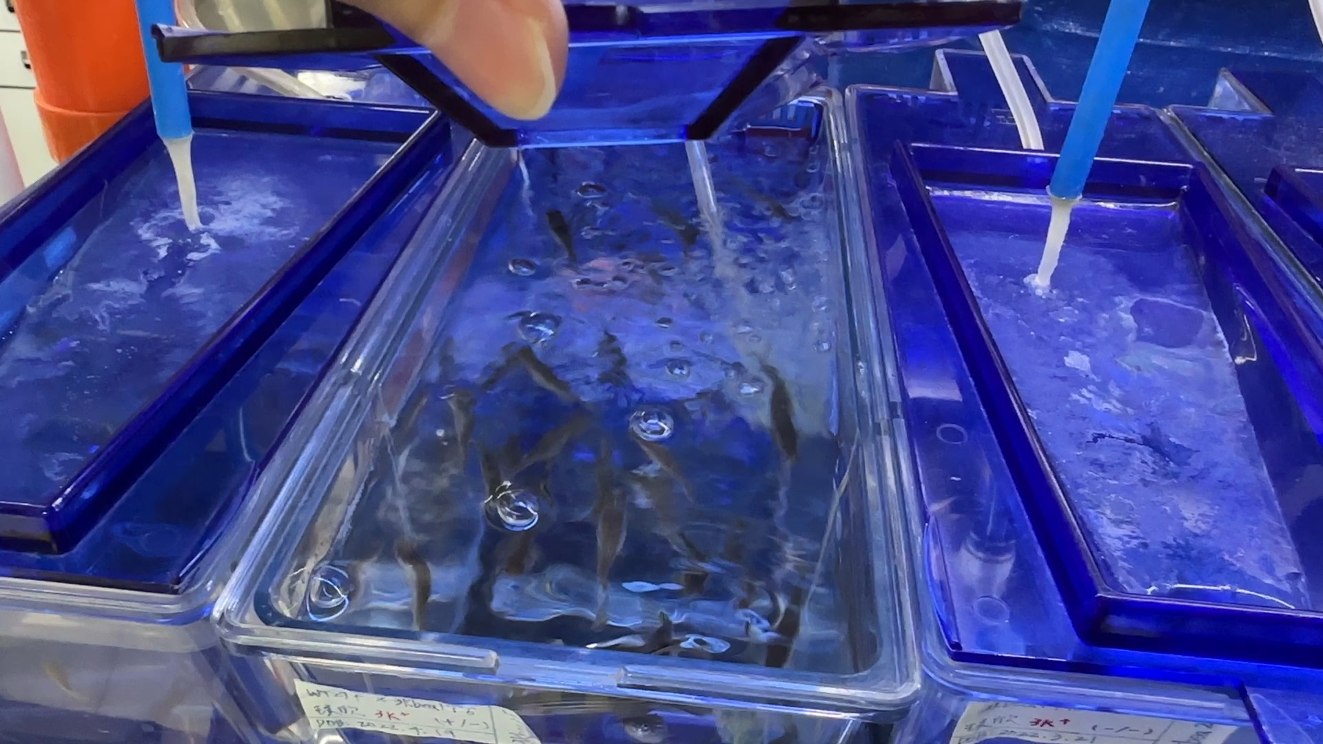 Fish on tank Instance Segmentation Dataset and Pre-Trained Model by Benjamin