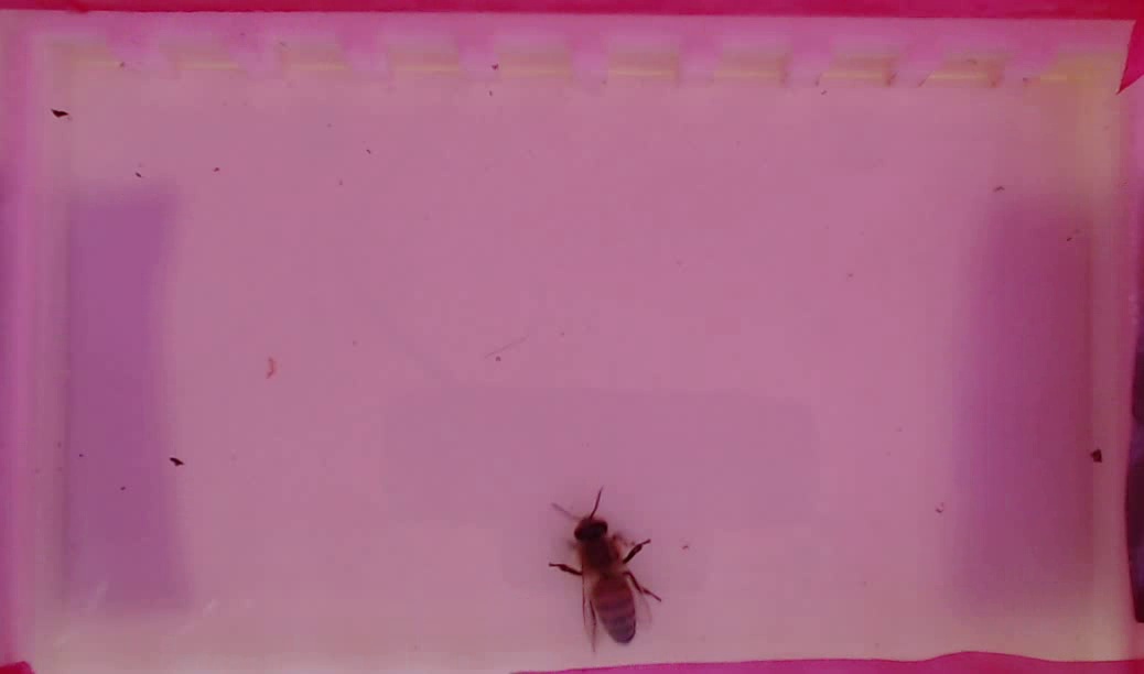 How to Use the bee detection v3 Object Detection API