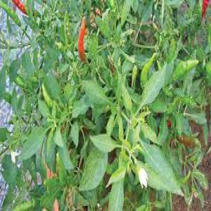 Chilli Detection Object Detection Dataset and Pre-Trained Model by ...