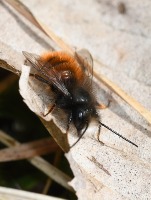 Inaturalist Object Detection Dataset and Pre-Trained Model by Osmia cornuta