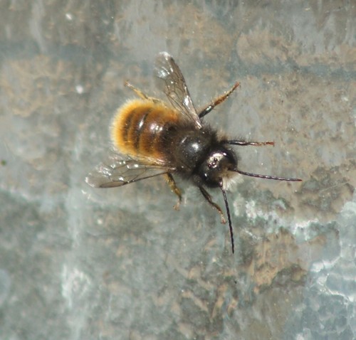 Inaturalist Object Detection Dataset and Pre-Trained Model by Osmia cornuta