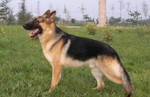 German_shepherd Object Detection Dataset by vincent19961112