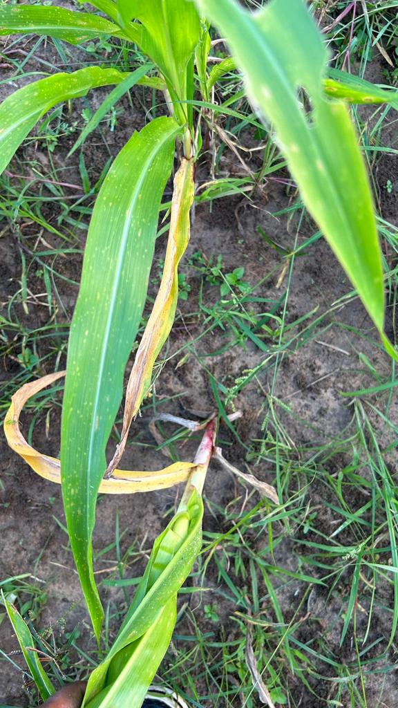 WEEDS Instance Segmentation Dataset and Pre-Trained Model by weed detection