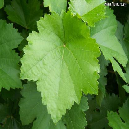 plant-doc Object Detection Dataset by Cropdataset