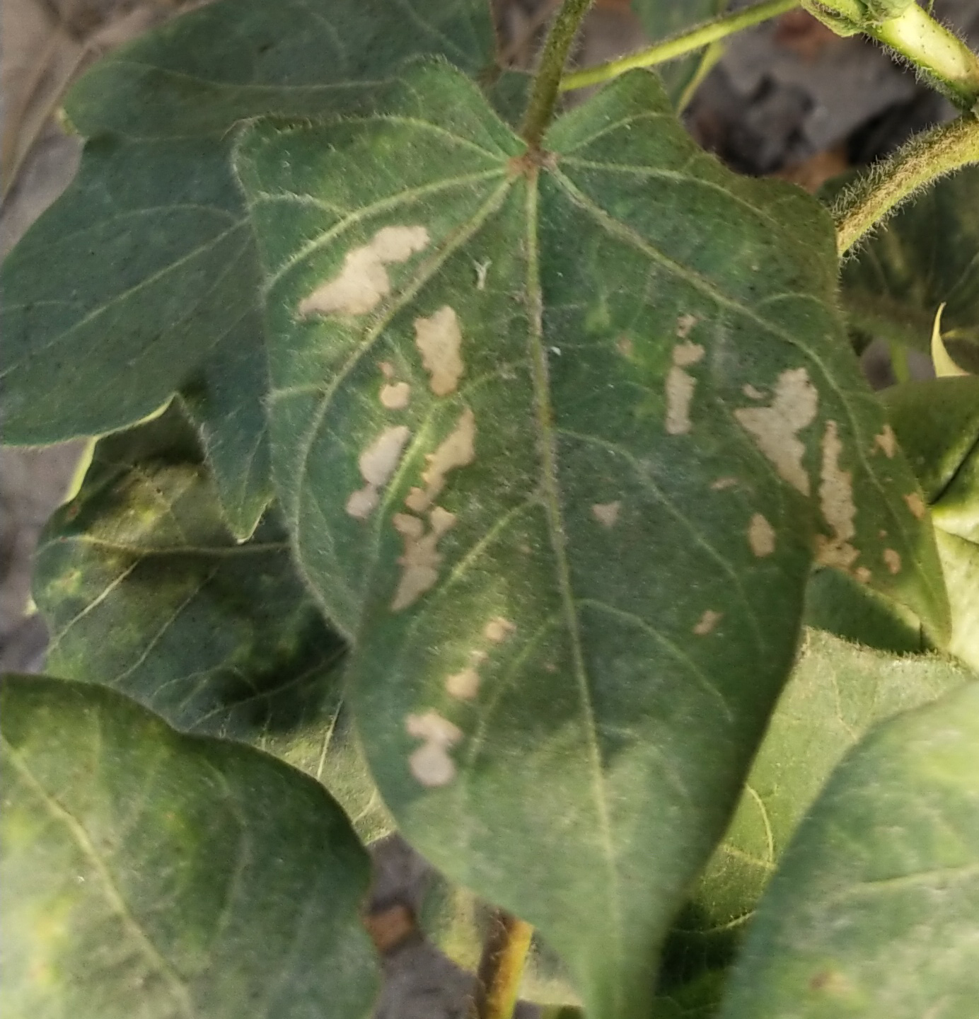 Plant Diseases Detection Object Detection Dataset And Pre Trained Model