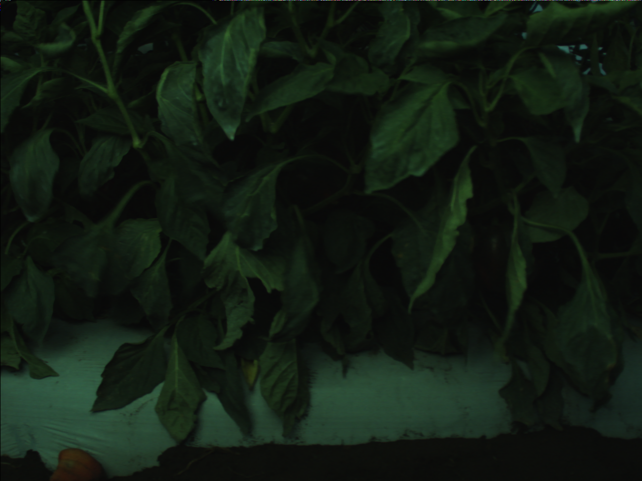 Capsicum dataset conversion Object Detection Dataset and Pre-Trained Model by IIT Kgp